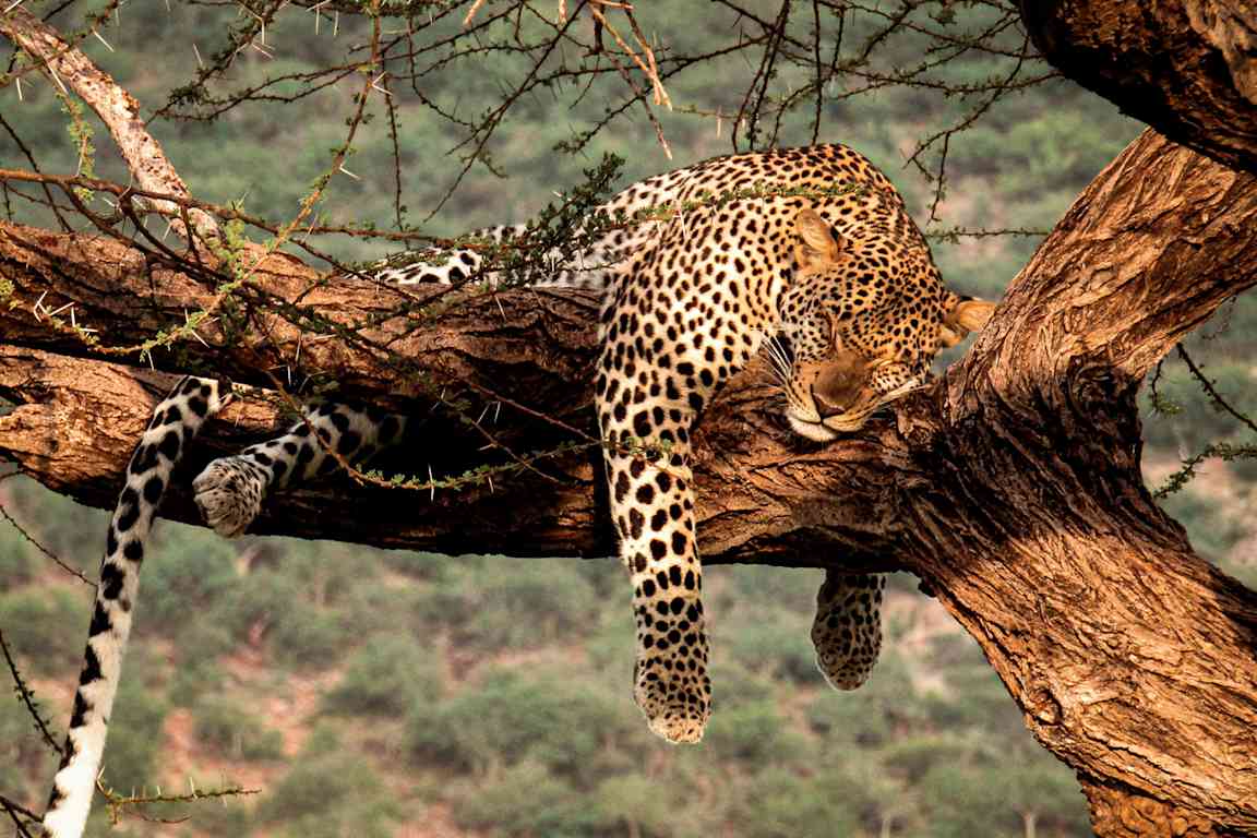 Extraordinära safariupplevelser med Globetrotter