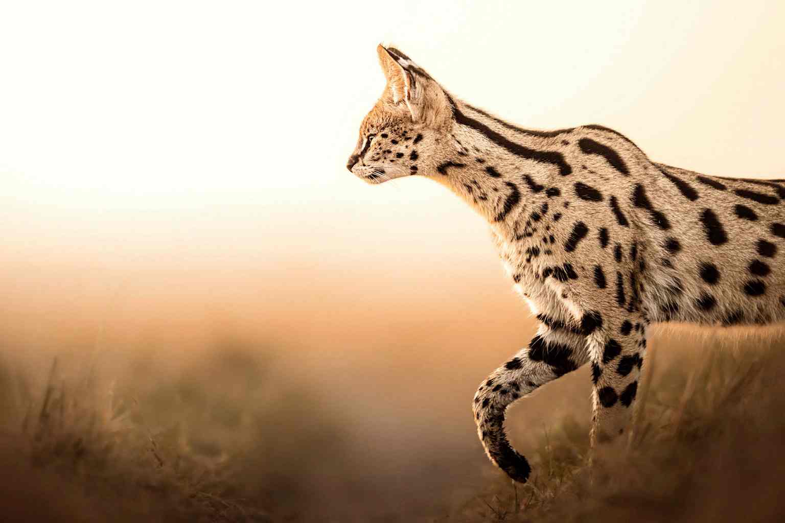 Extraordinära safariupplevelser med Globetrotter