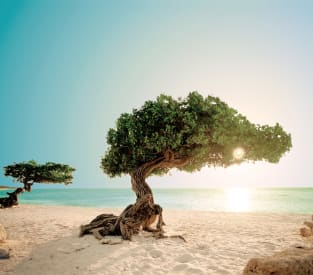 Resor i februari - Boka din solresa i februari här | Ving